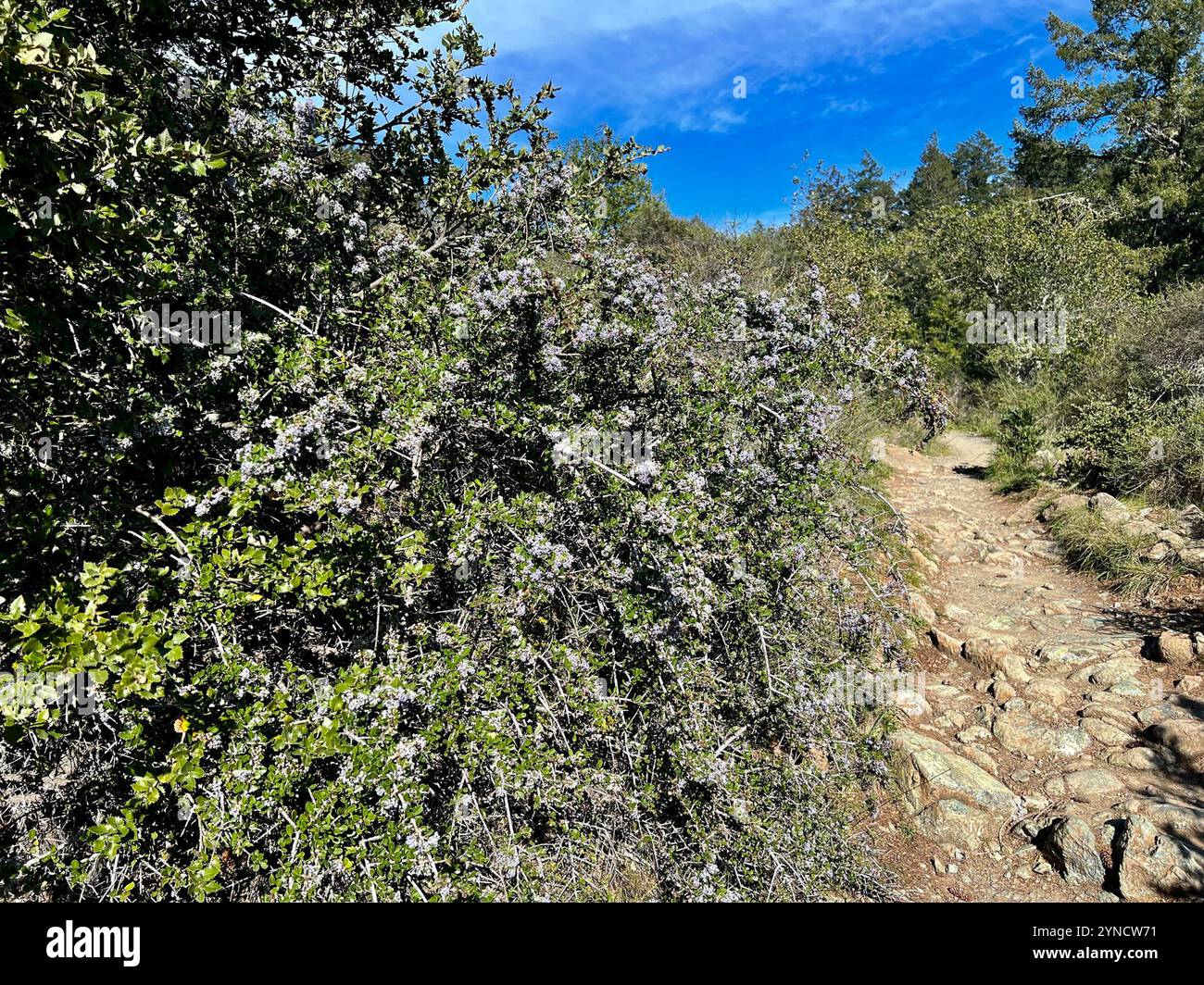 Buckbrush (Ceanothus cuneatus Stock Photo - Alamy