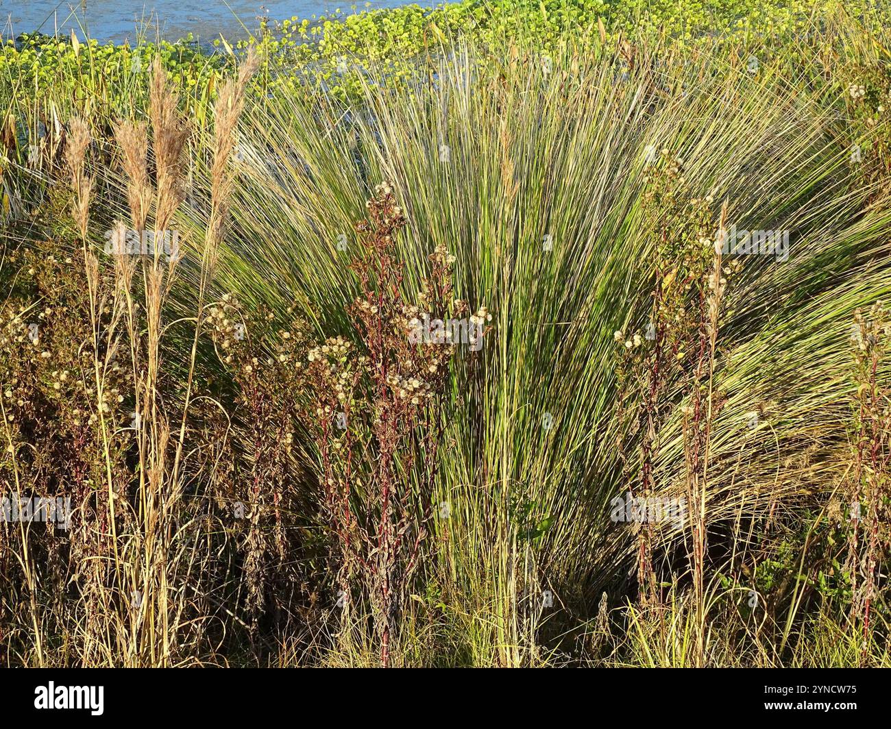 Hairawn Muhly (Muhlenbergia capillaris Stock Photo - Alamy