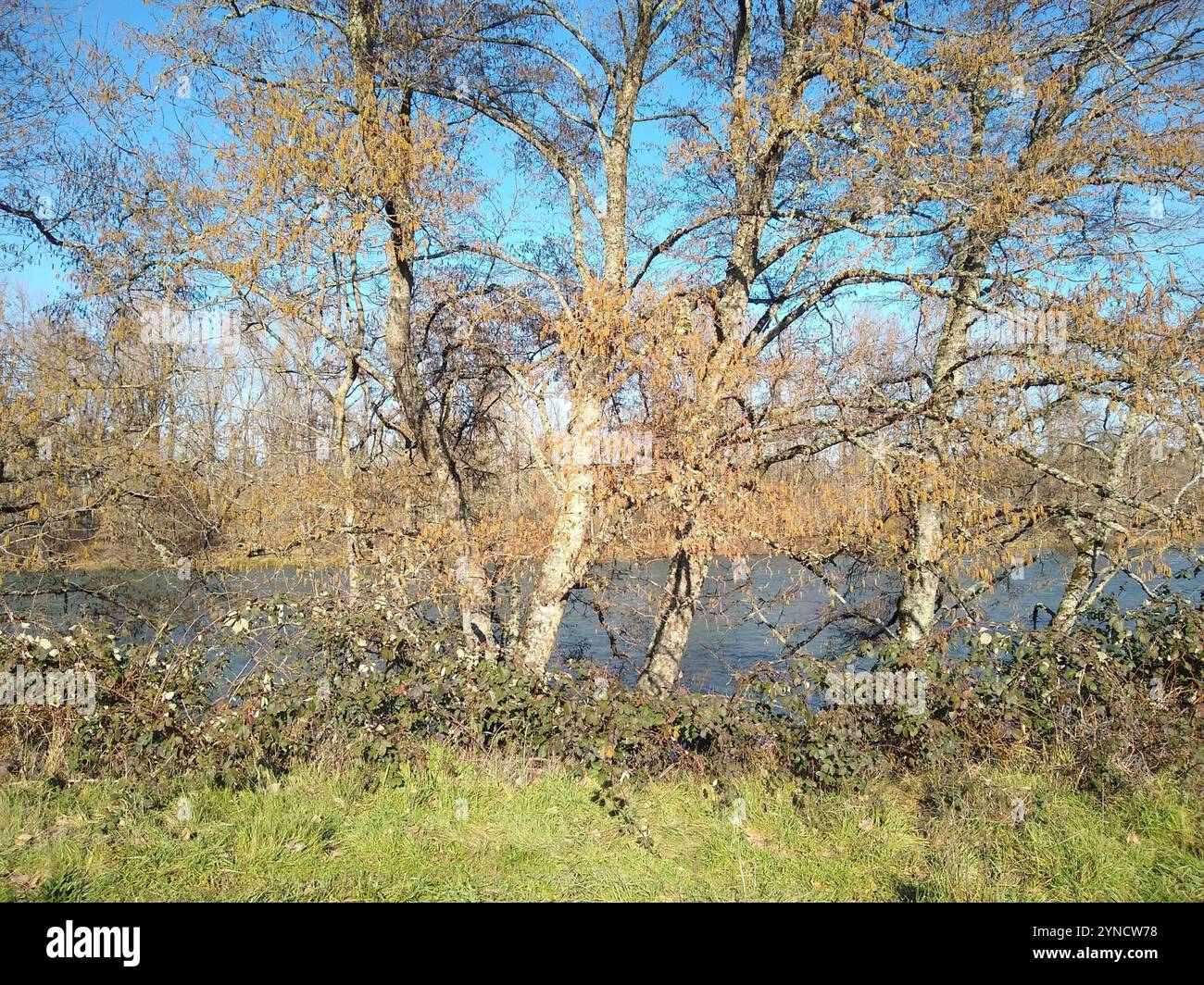 white alder (Alnus rhombifolia Stock Photo - Alamy