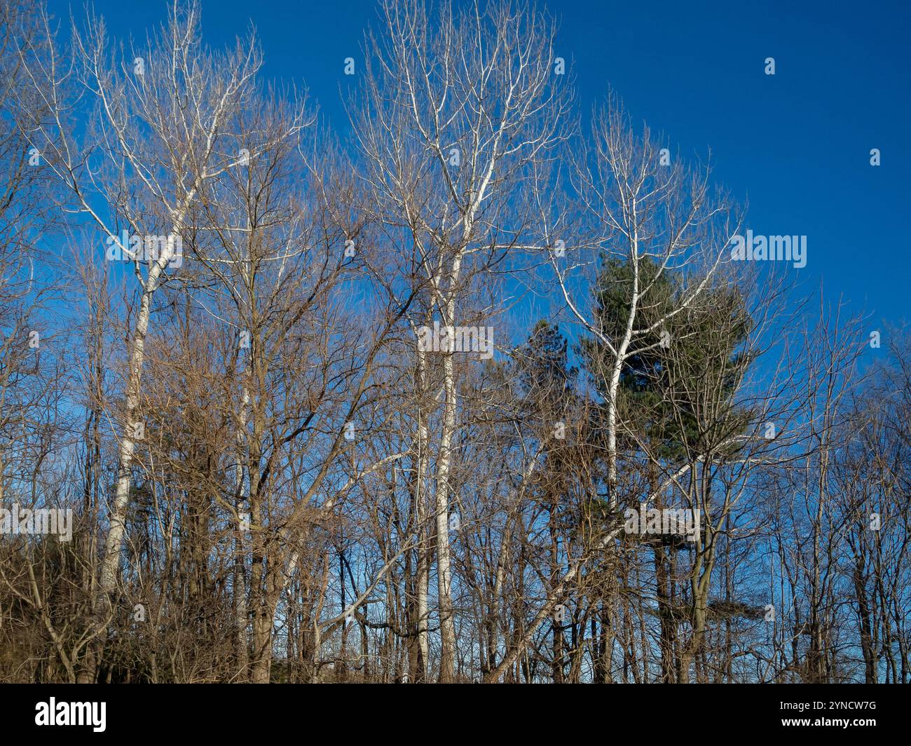 white poplar (Populus alba Stock Photo - Alamy