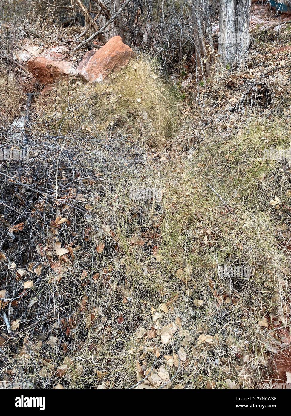 Bush Muhly (Muhlenbergia porteri Stock Photo - Alamy