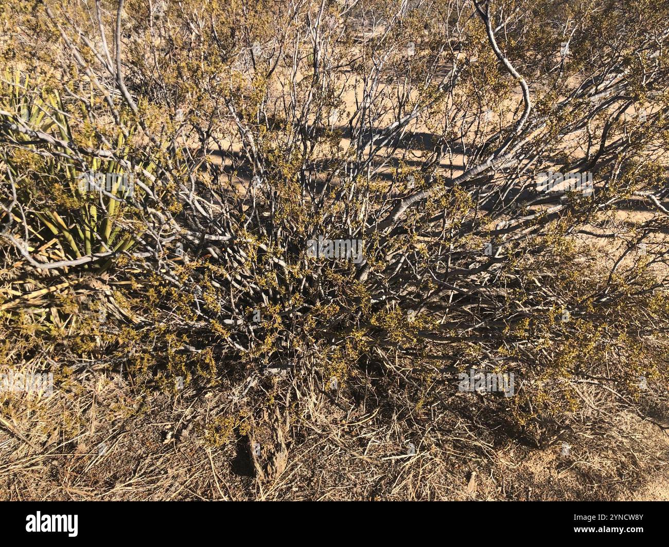 Creosote Bush (Larrea tridentata Stock Photo - Alamy