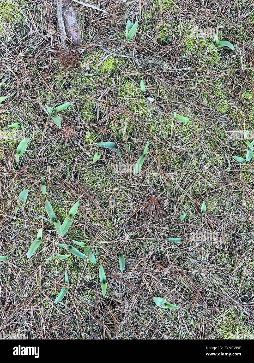 Yadon's Rein Orchid (Platanthera yadonii Stock Photo - Alamy