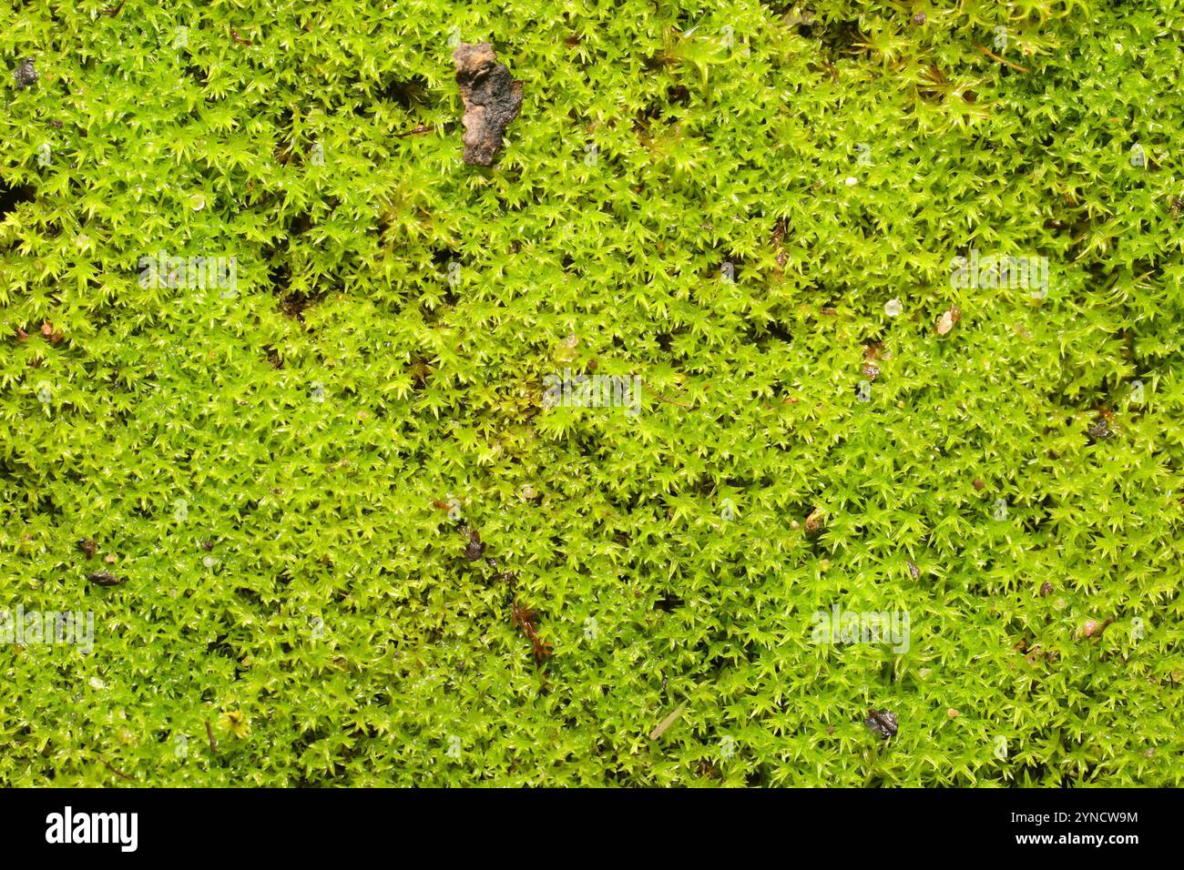 Bird's-Claw Beard-Moss (Barbula unguiculata Stock Photo - Alamy