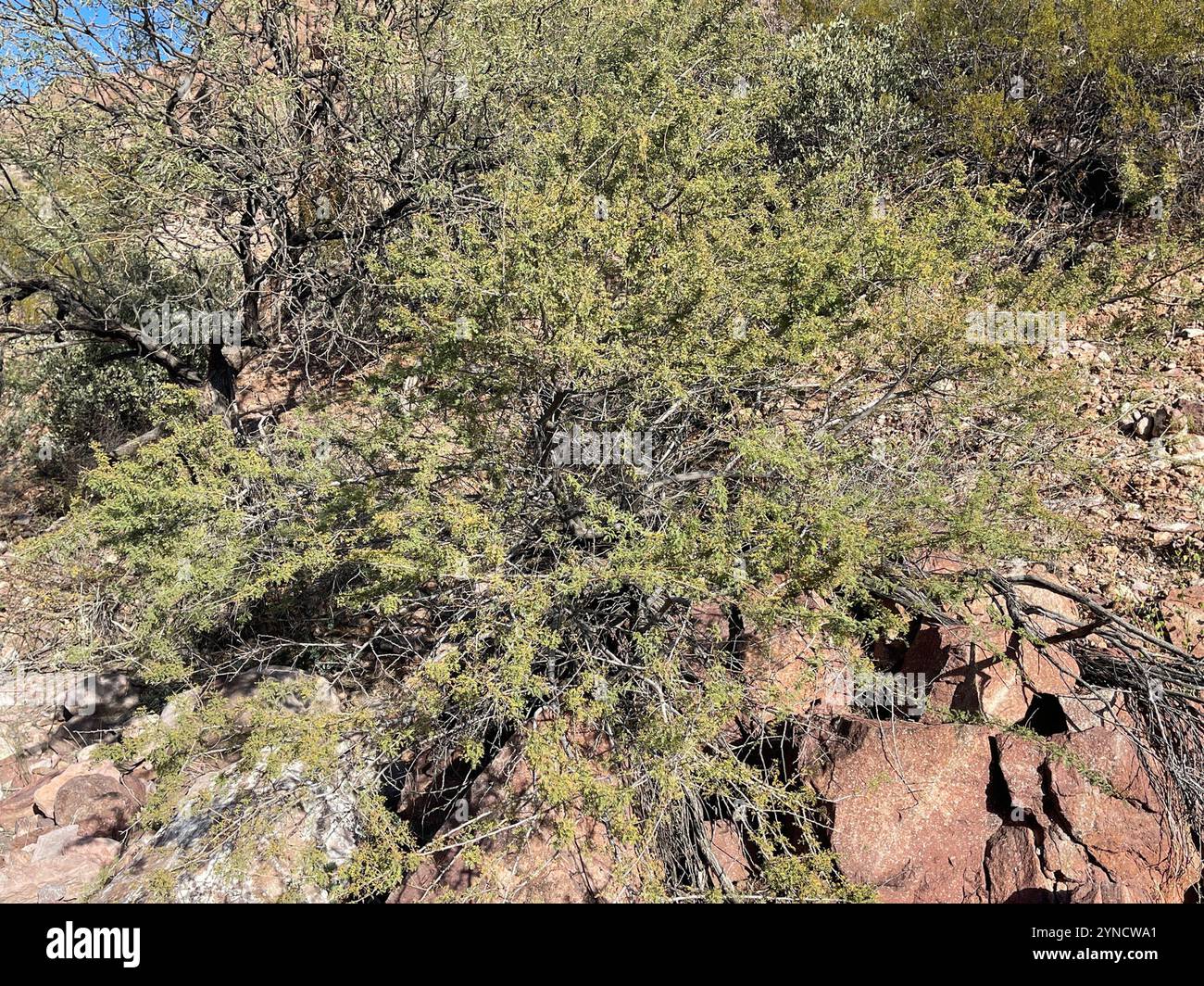 Catclaw Acacia (Senegalia greggii Stock Photo - Alamy