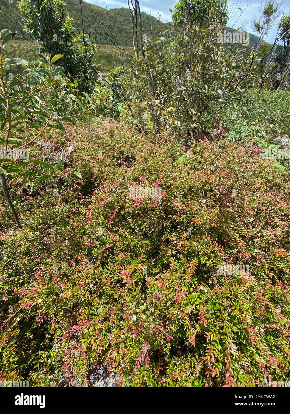 Midgen berry hi-res stock photography and images - Alamy