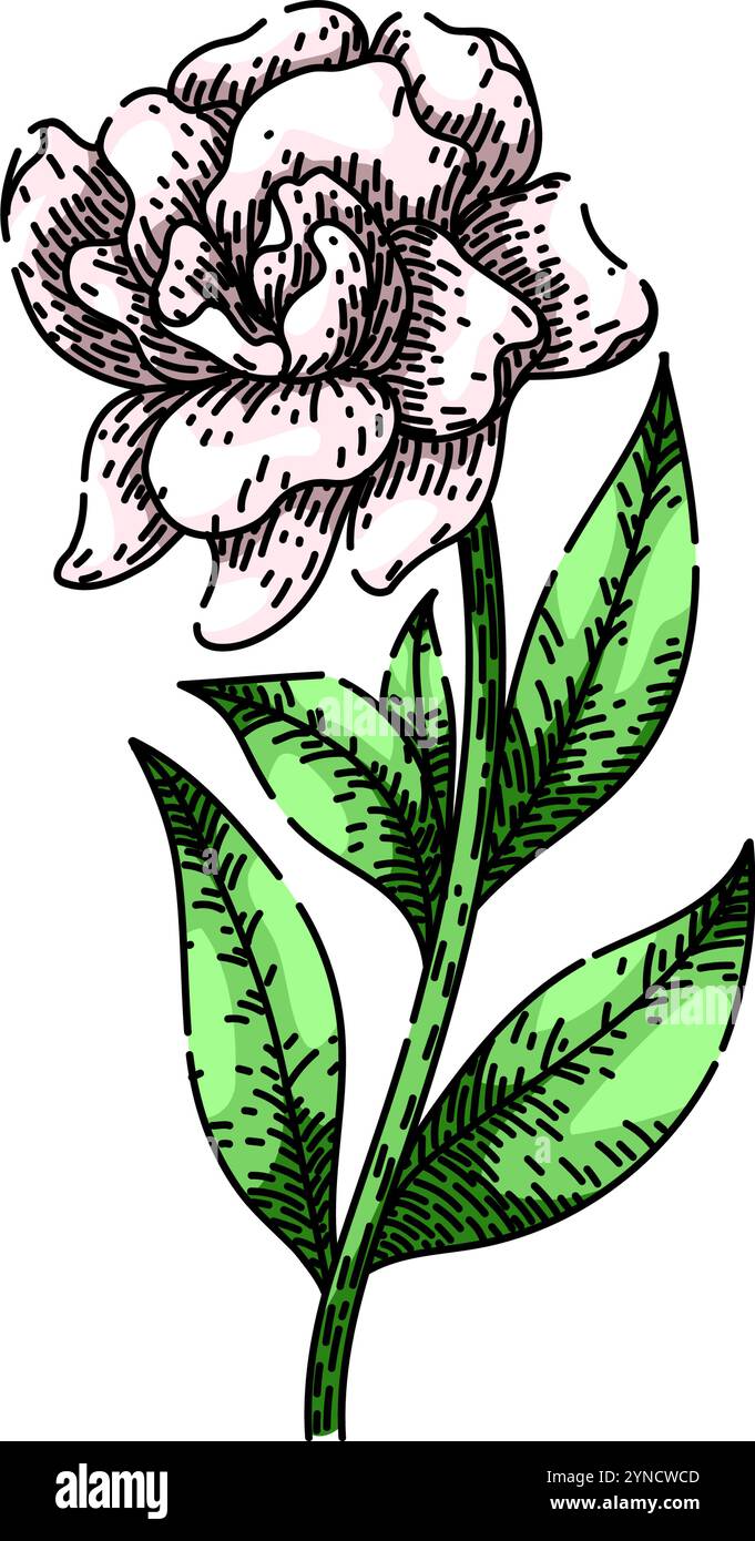 shrub gardenia sketch hand drawn vector Stock Vector Image & Art - Alamy