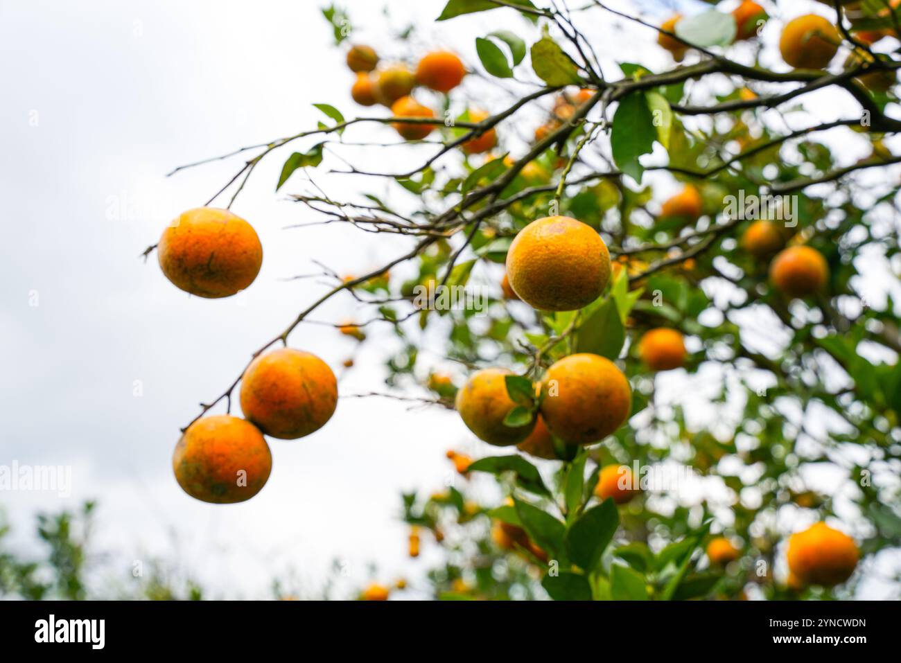 Oranges on the Tree ready for Harvests. Navel orange, Citrus sinensis ...