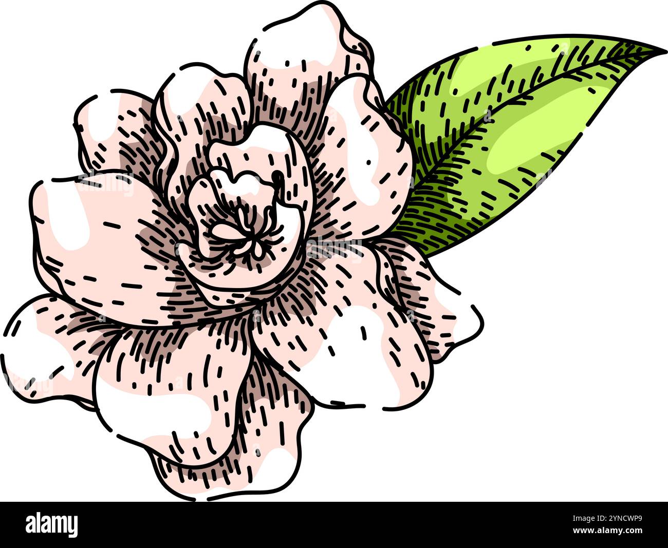 blossom gardenia sketch hand drawn vector Stock Vector Image & Art - Alamy