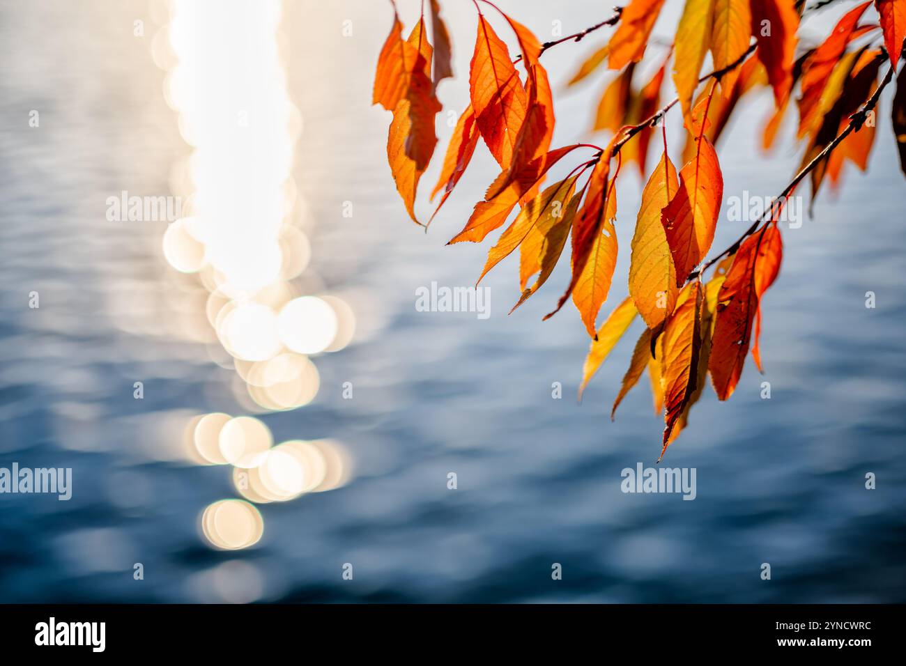 WASHINGTON DC — The leaves of a cherry tree display autumn colors along ...
