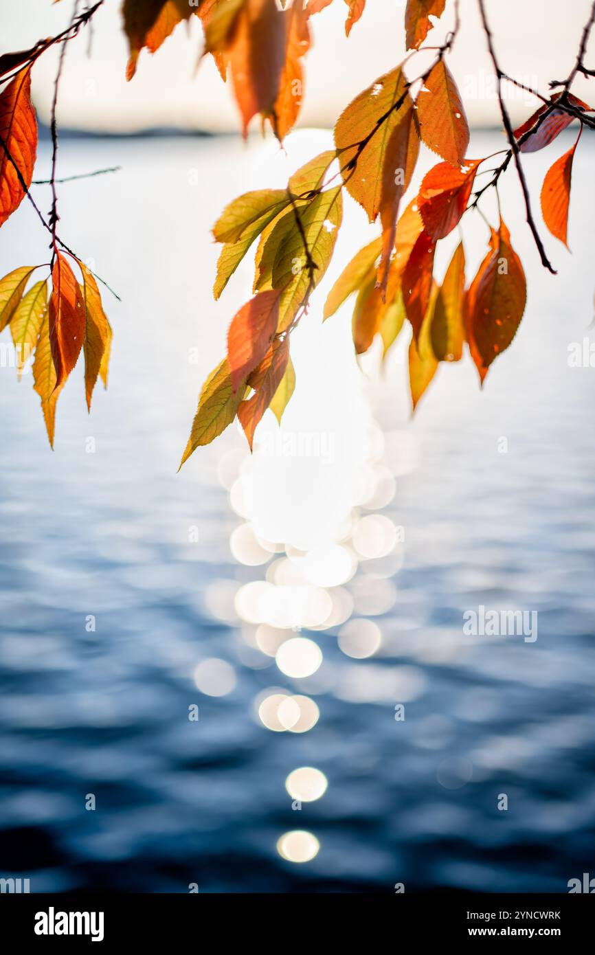 Tidal basin fall foliage hi-res stock photography and images - Alamy
