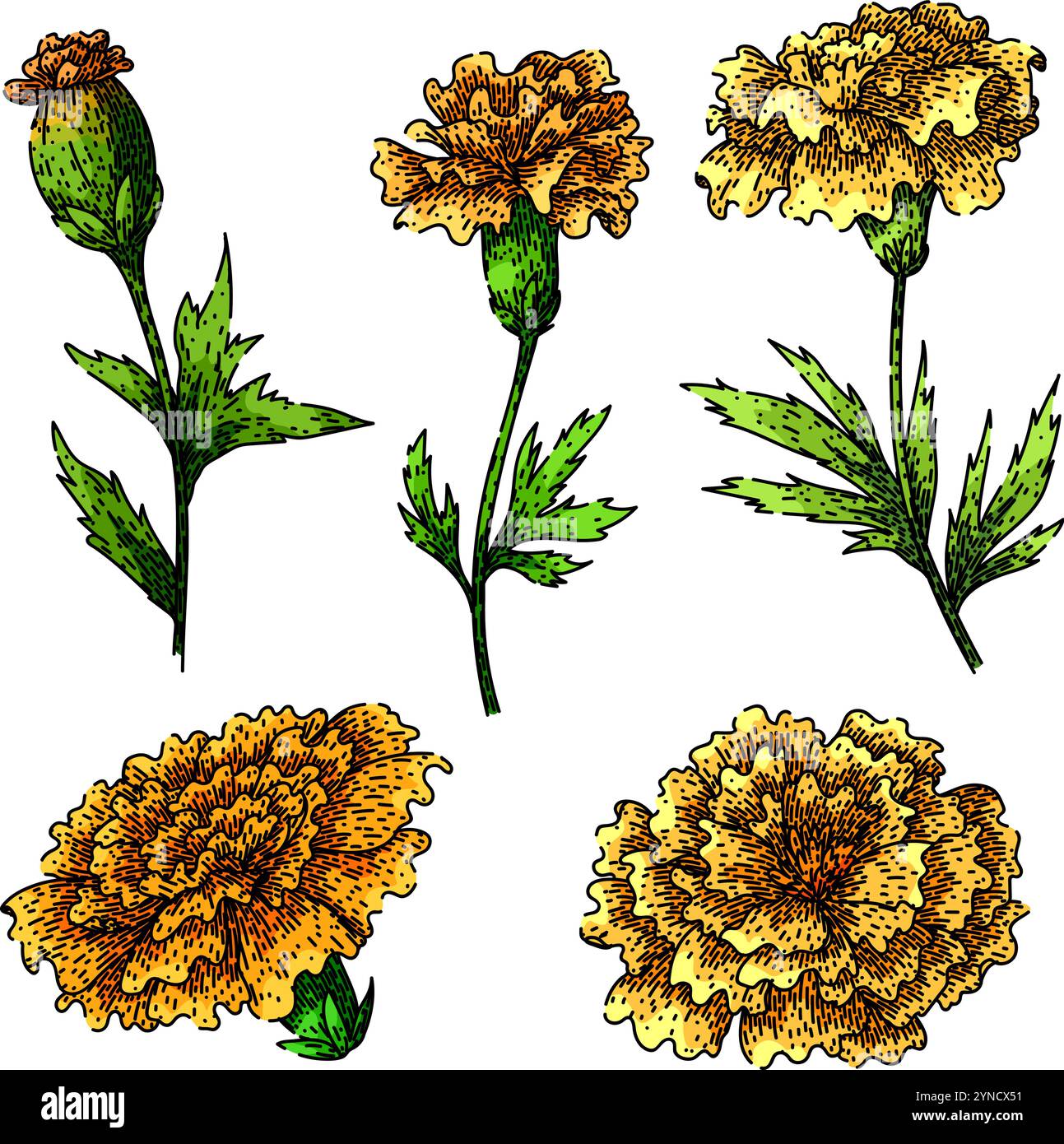 marigold set sketch hand drawn vector Stock Vector Image & Art - Alamy