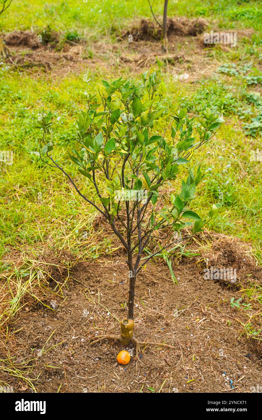 Oranges on the Tree ready for Harvests. Navel orange, Citrus sinensis ...