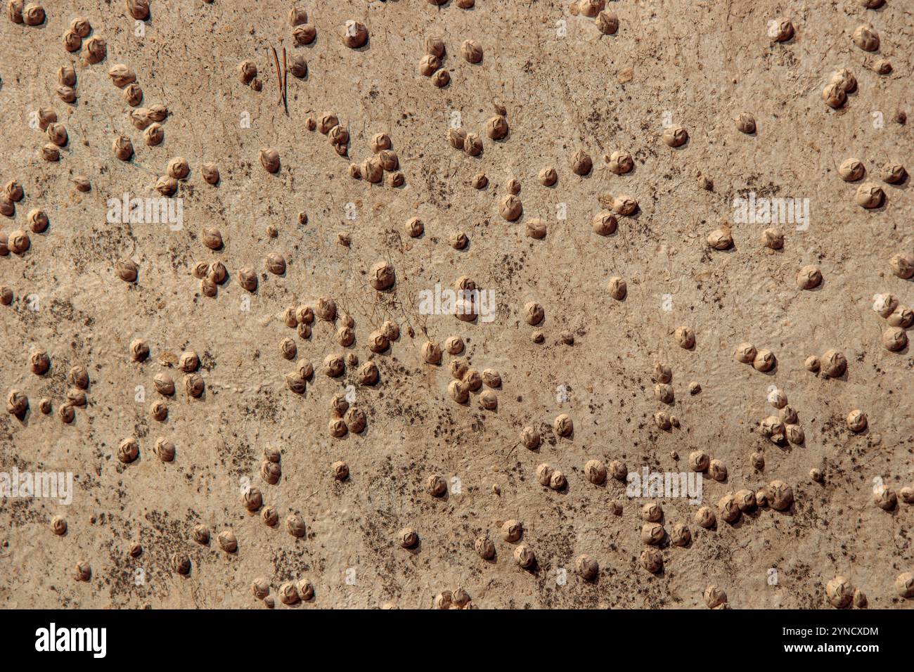 The bottom of boat covered with Acorn barnacles (Semibalanus balanoides ...