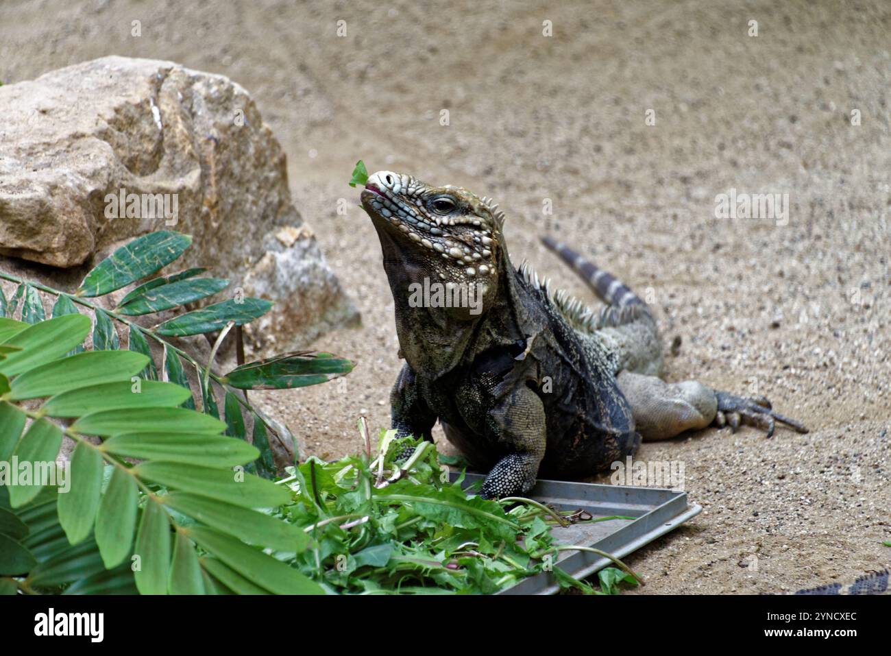 ZOO Praha - Trója Stock Photo - Alamy