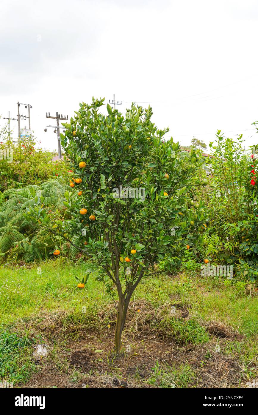 Oranges on the Tree ready for Harvests. Navel orange, Citrus sinensis ...