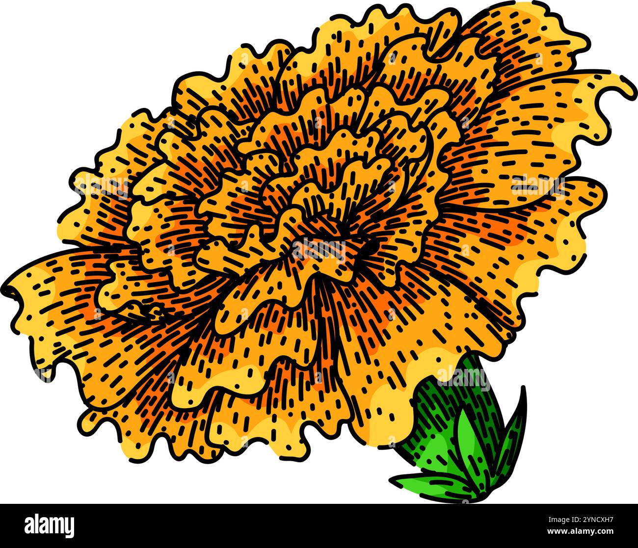 yellow marigold sketch hand drawn vector Stock Vector Image & Art - Alamy