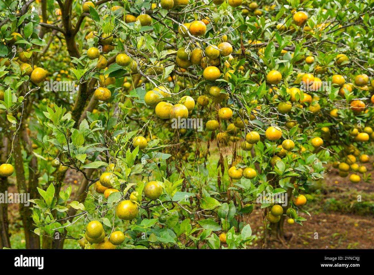 Oranges on the Tree ready for Harvests. Navel orange, Citrus sinensis ...