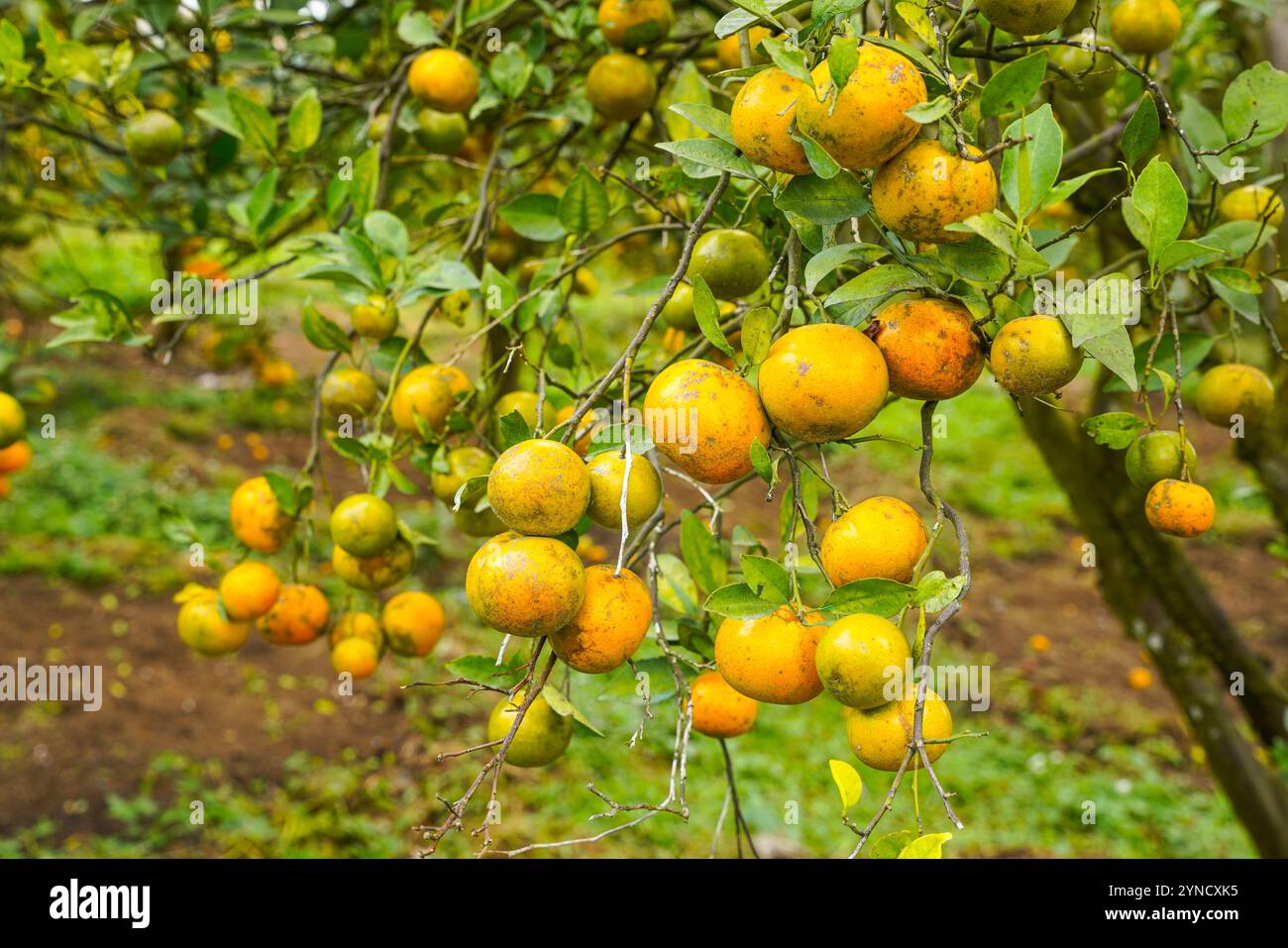 Oranges on the Tree ready for Harvests. Navel orange, Citrus sinensis ...