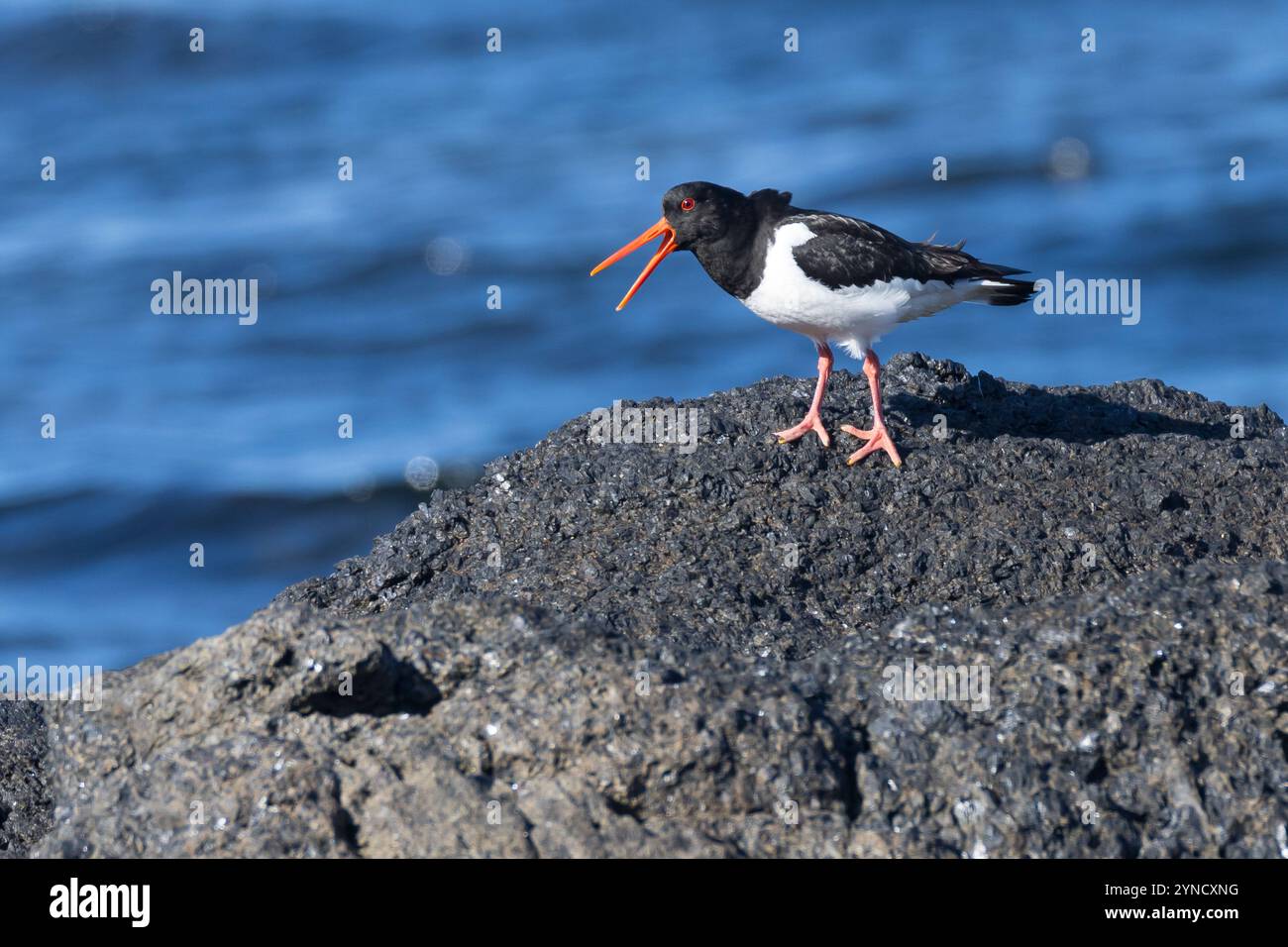 Austern tier hi-res stock photography and images - Alamy