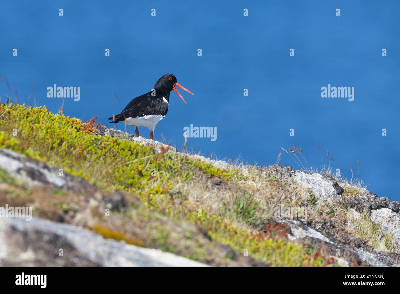 Austern tier hi-res stock photography and images - Alamy