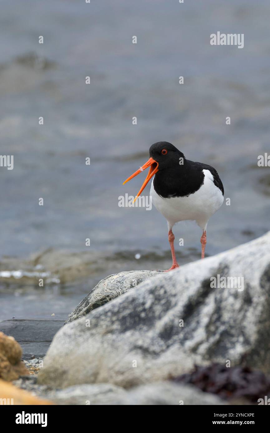 Austern tier hi-res stock photography and images - Alamy