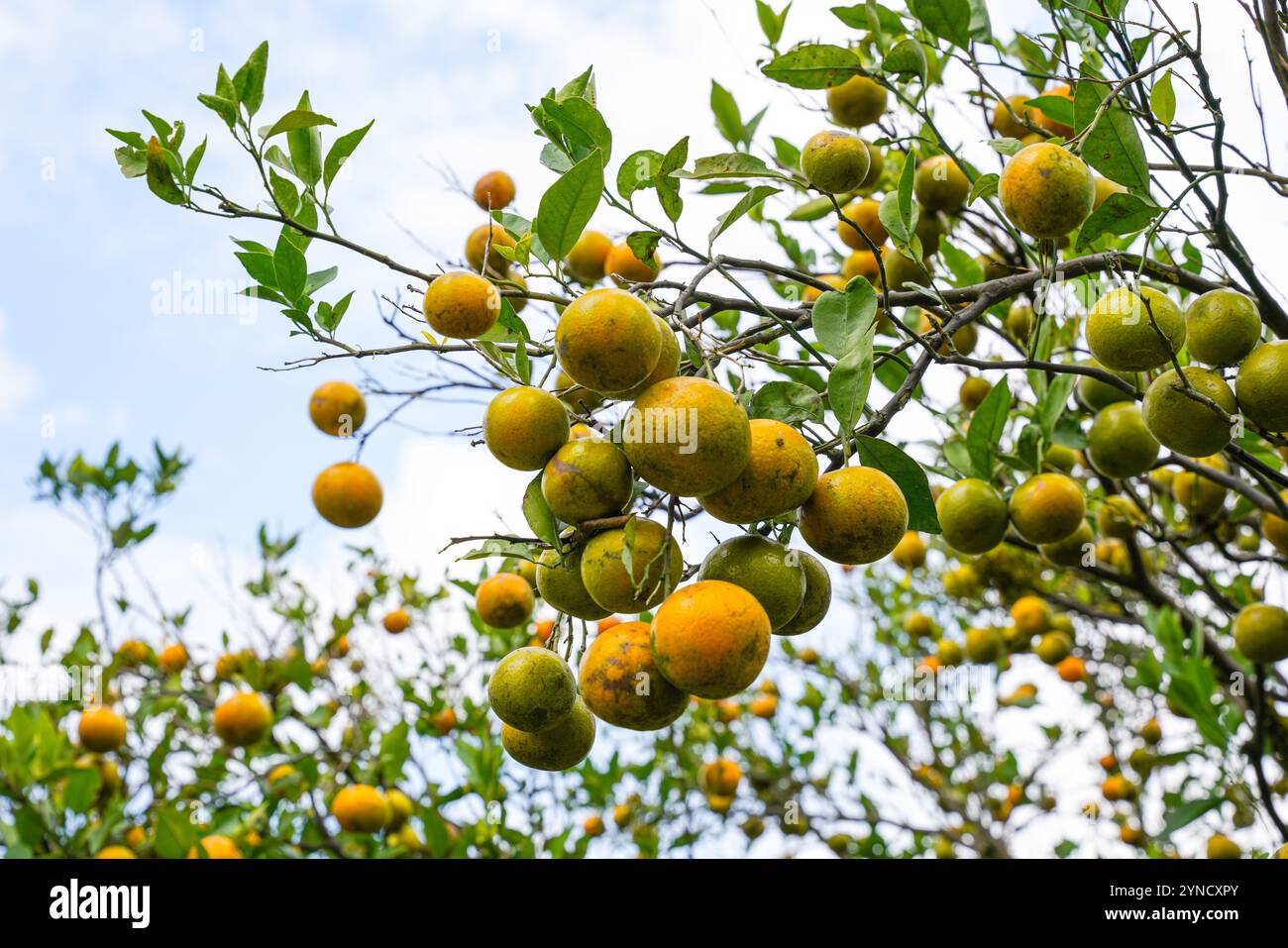 Limau madu hi-res stock photography and images - Alamy