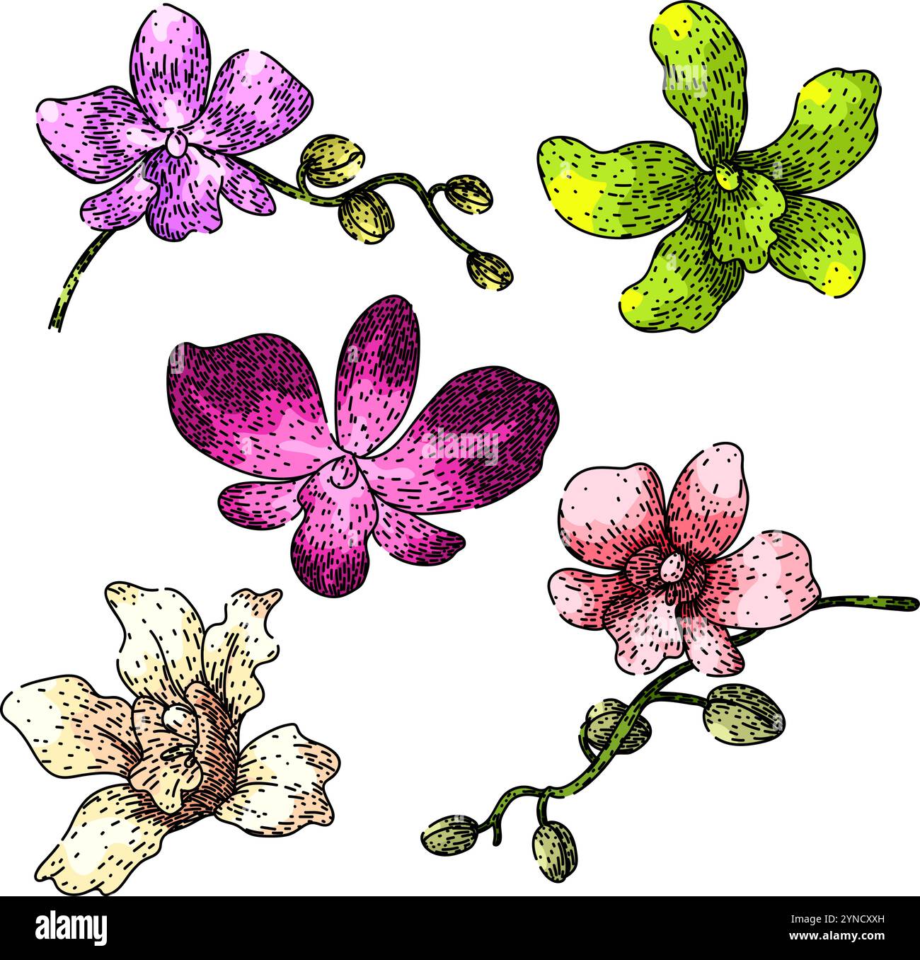 orchid set sketch hand drawn vector Stock Vector Image & Art - Alamy