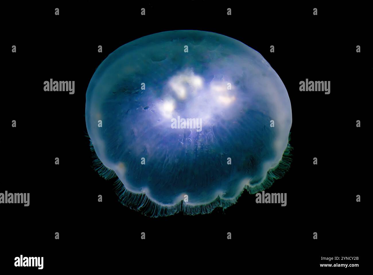 Pacific Moon Jelly, Aurelia labiata, in Shilshole Bay Marina on Pugest ...