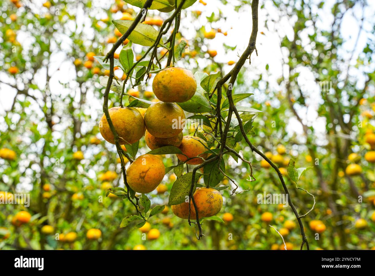 Oranges on the Tree ready for Harvests. Navel orange, Citrus sinensis ...
