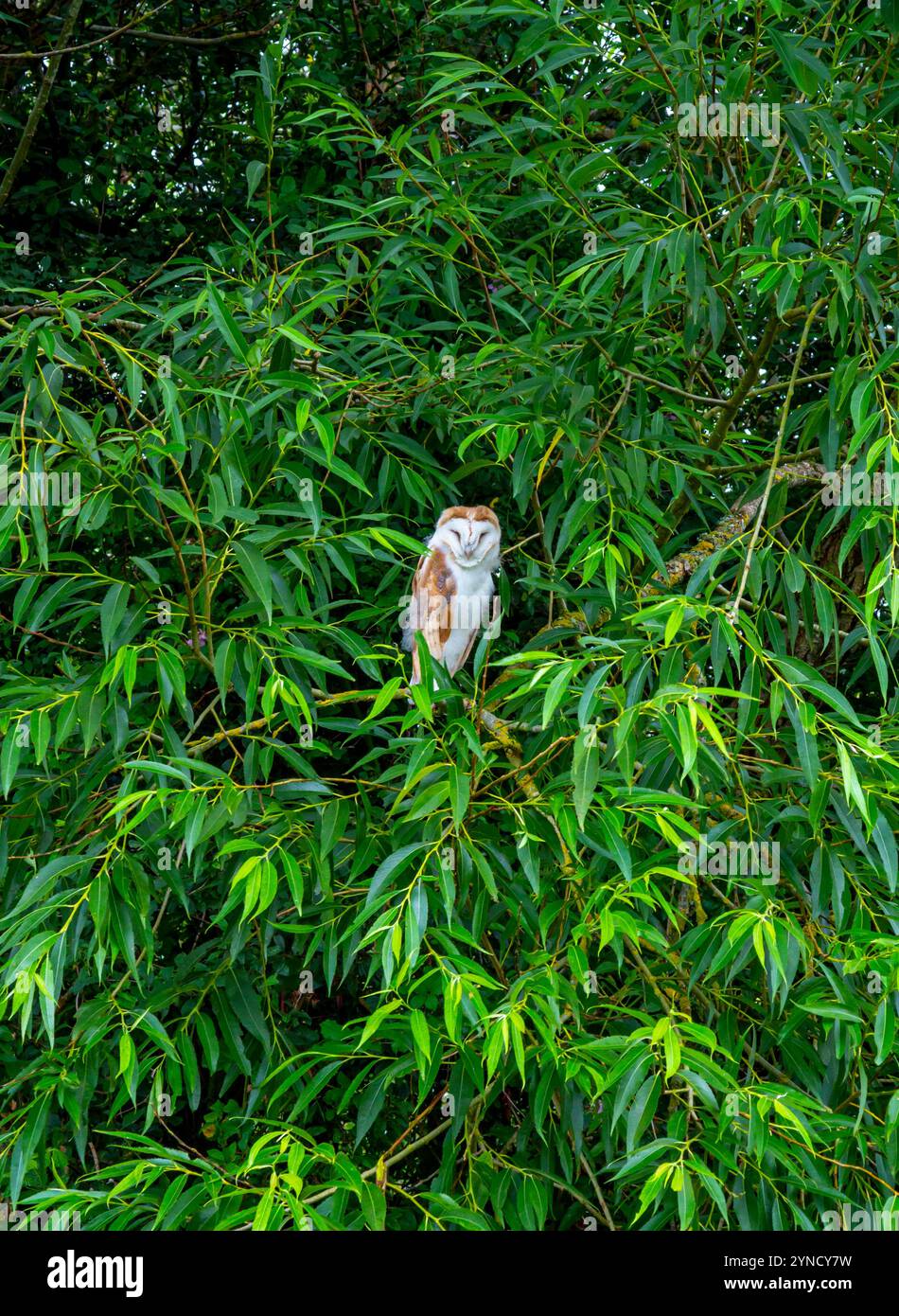 Solitary leaf nestled hi-res stock photography and images - Alamy