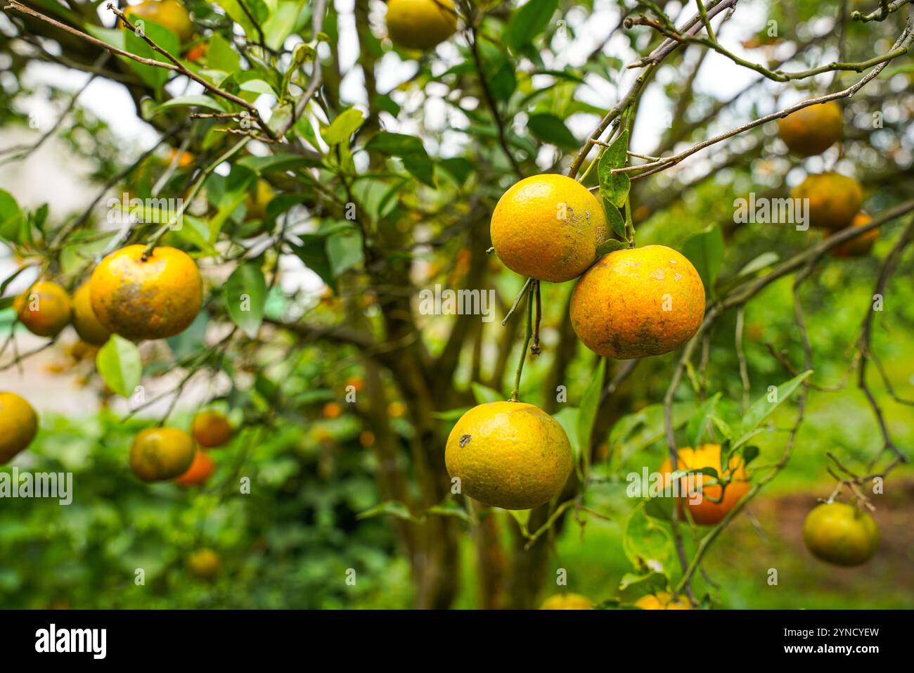 Limau madu hi-res stock photography and images - Alamy