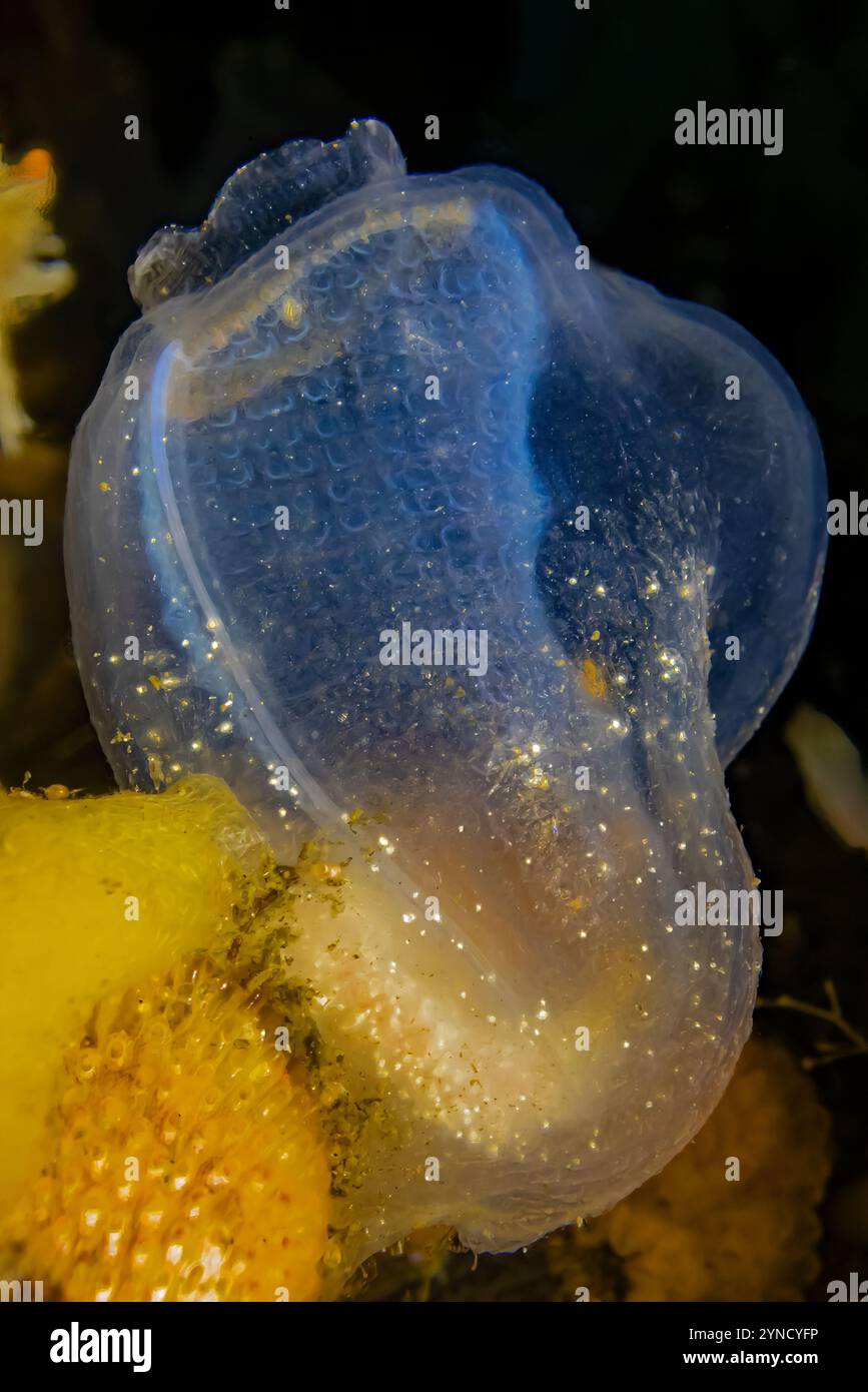 Transparent sea squirt hi-res stock photography and images - Alamy