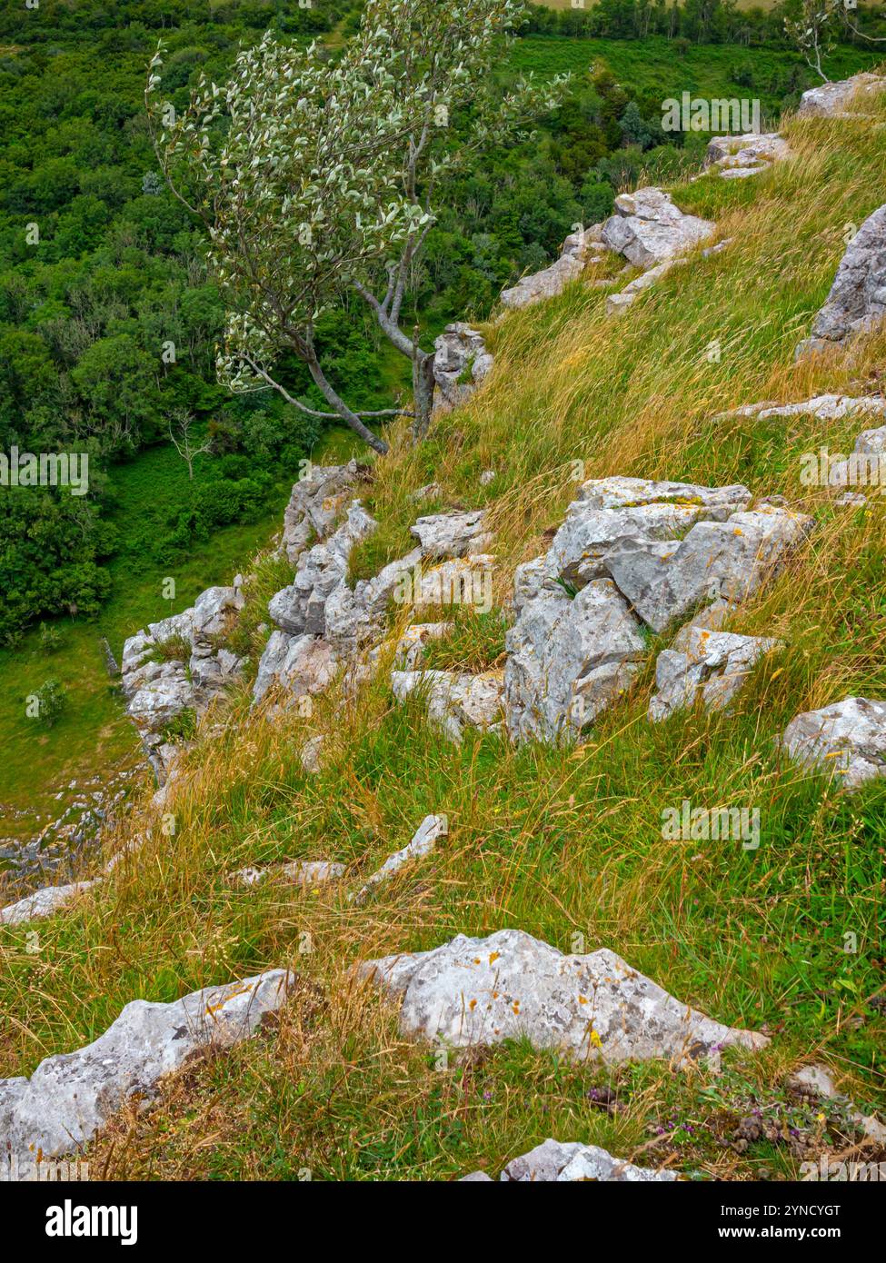 View of the carboniferous limestone cliffs at Cheddar Gorge a tourist ...