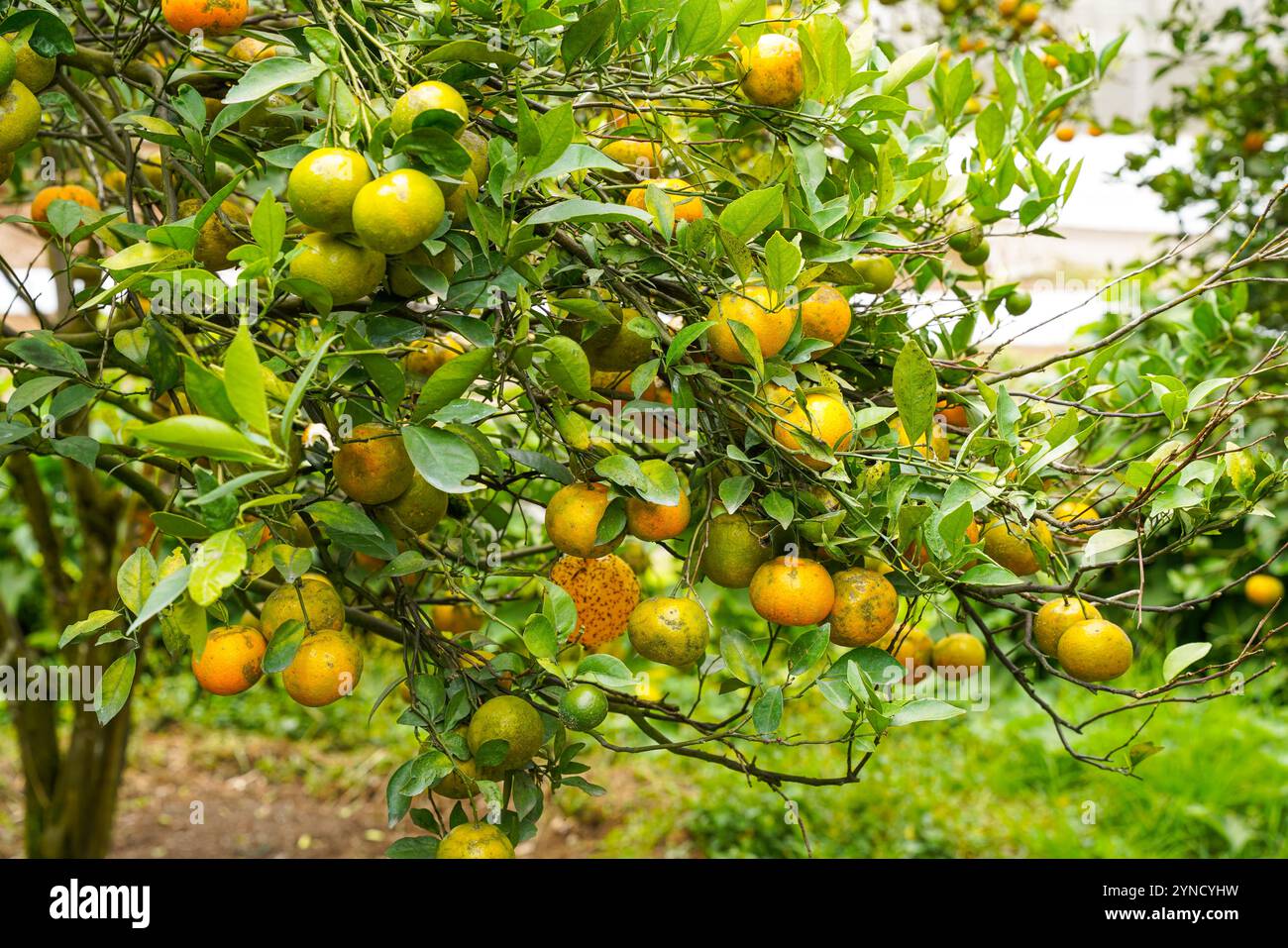 Limau madu hi-res stock photography and images - Alamy