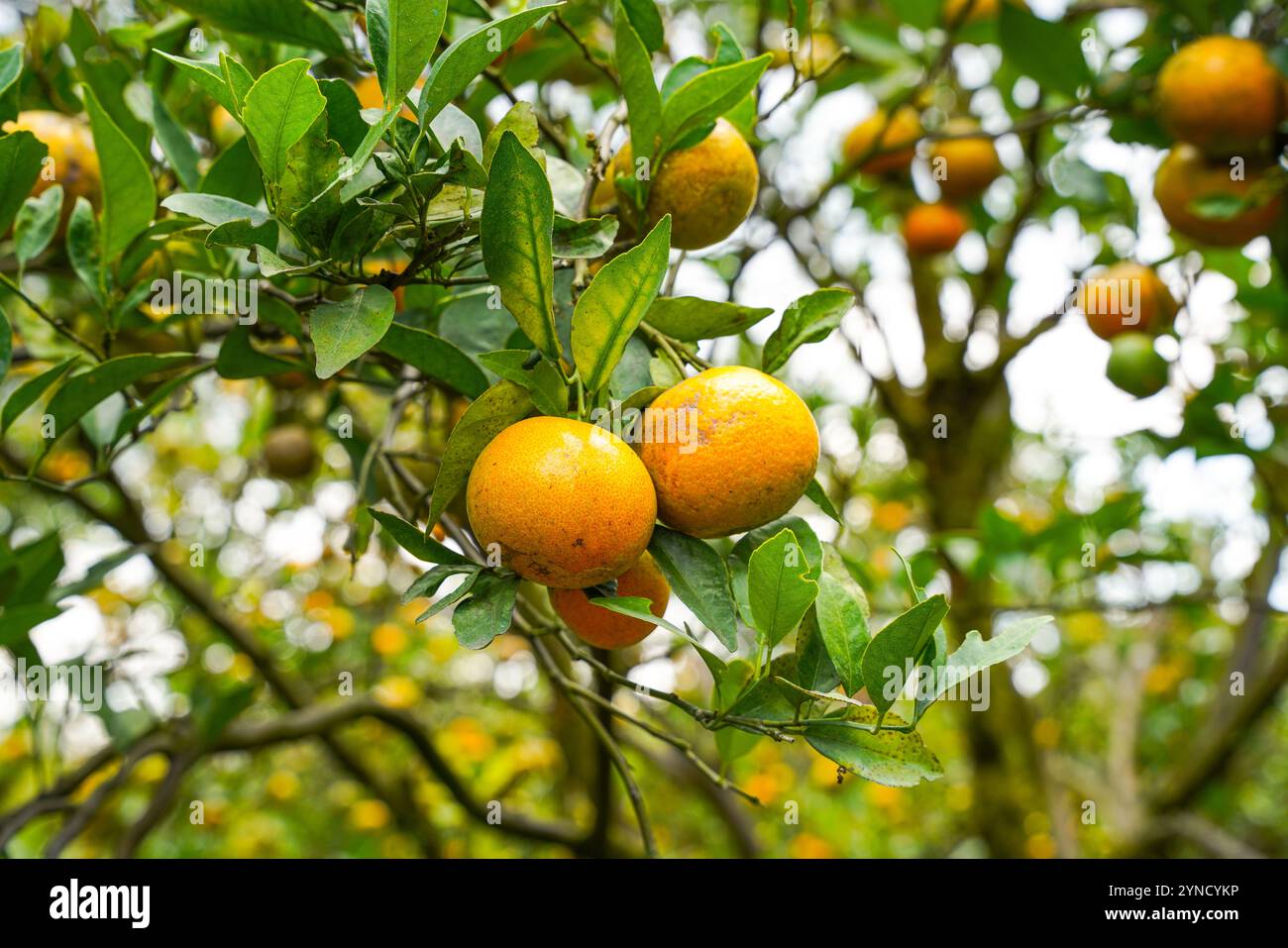 Oranges on the Tree ready for Harvests. Navel orange, Citrus sinensis ...