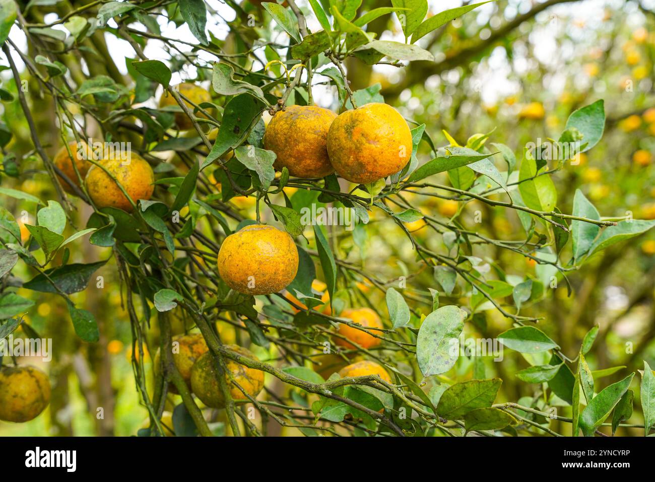 Oranges on the Tree ready for Harvests. Navel orange, Citrus sinensis ...