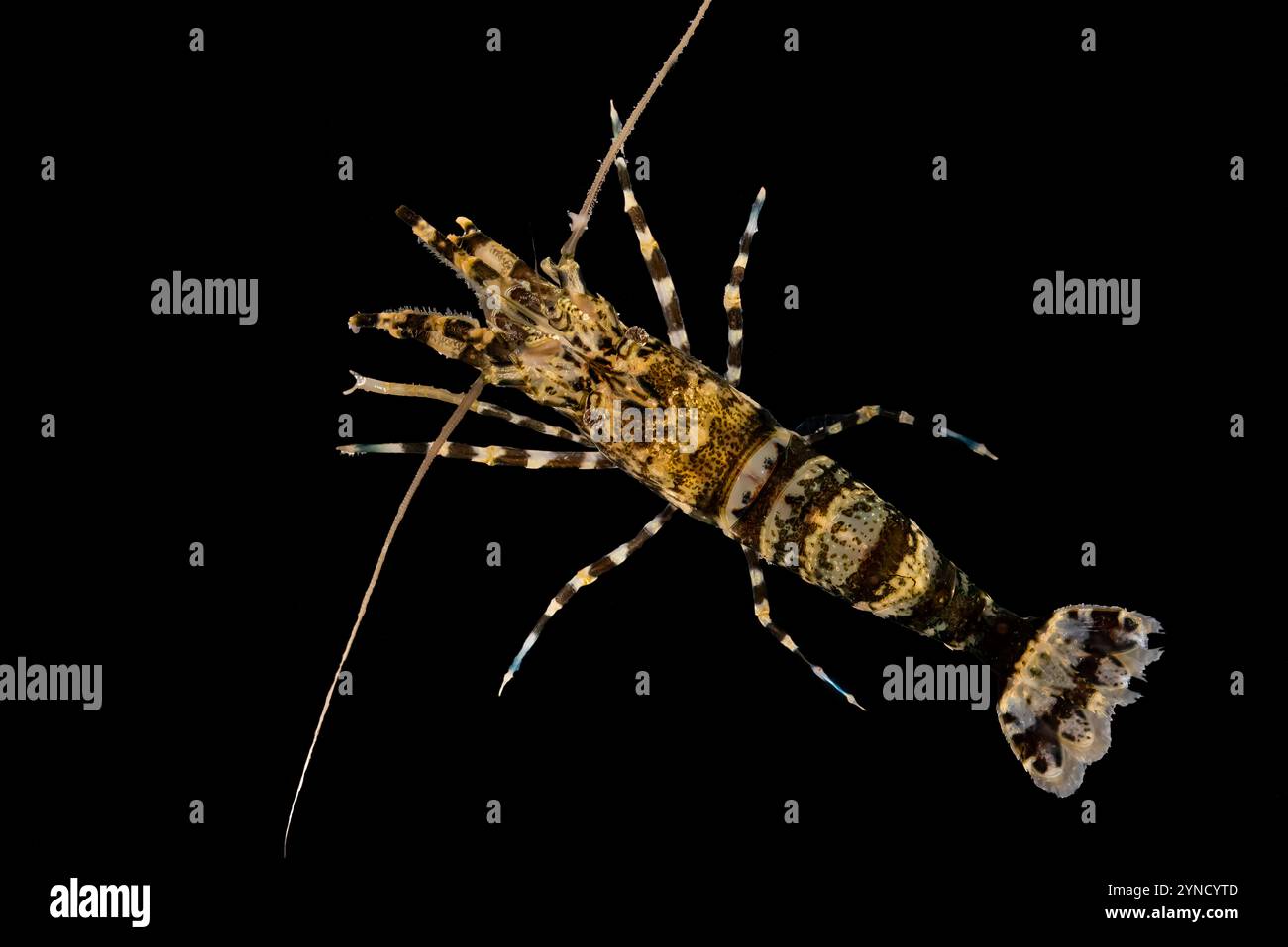 Barred Shrimp, Heptacarpus pugettensis, in Shilshole Bay Marina on ...