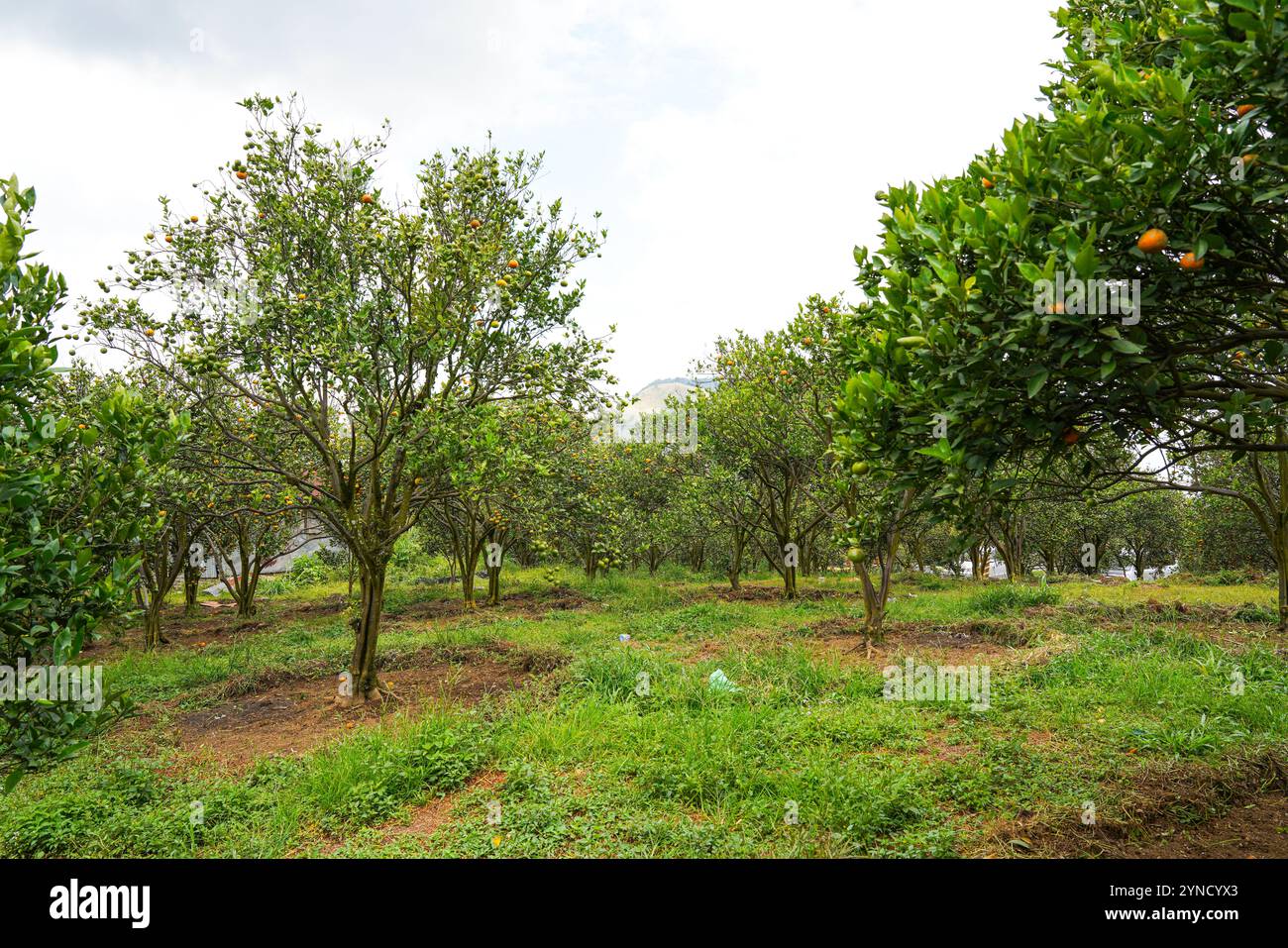 Limau madu hi-res stock photography and images - Alamy