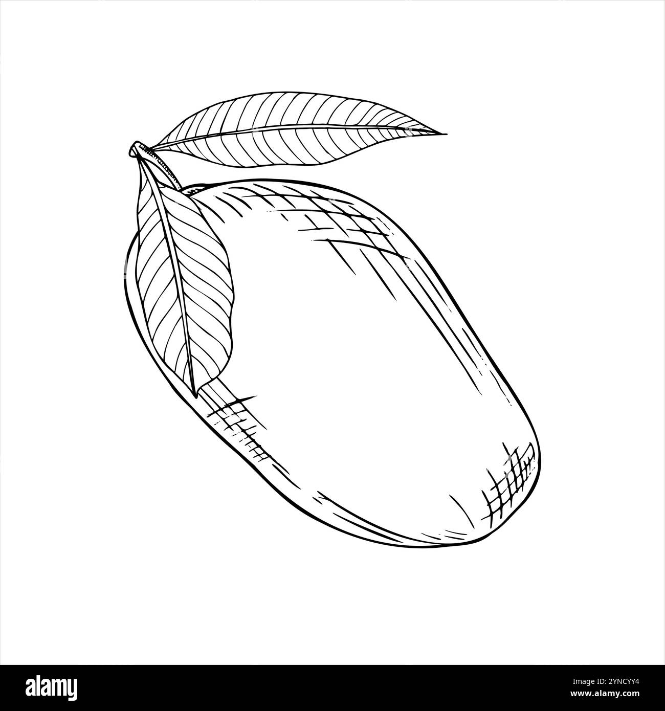 Mango Black and White Stock Photos & Images - Alamy