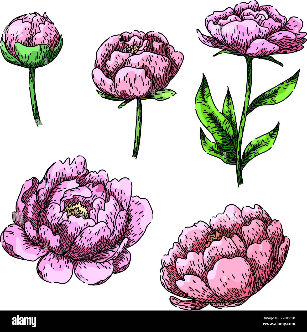 peony set sketch hand drawn vector Stock Vector Image & Art - Alamy