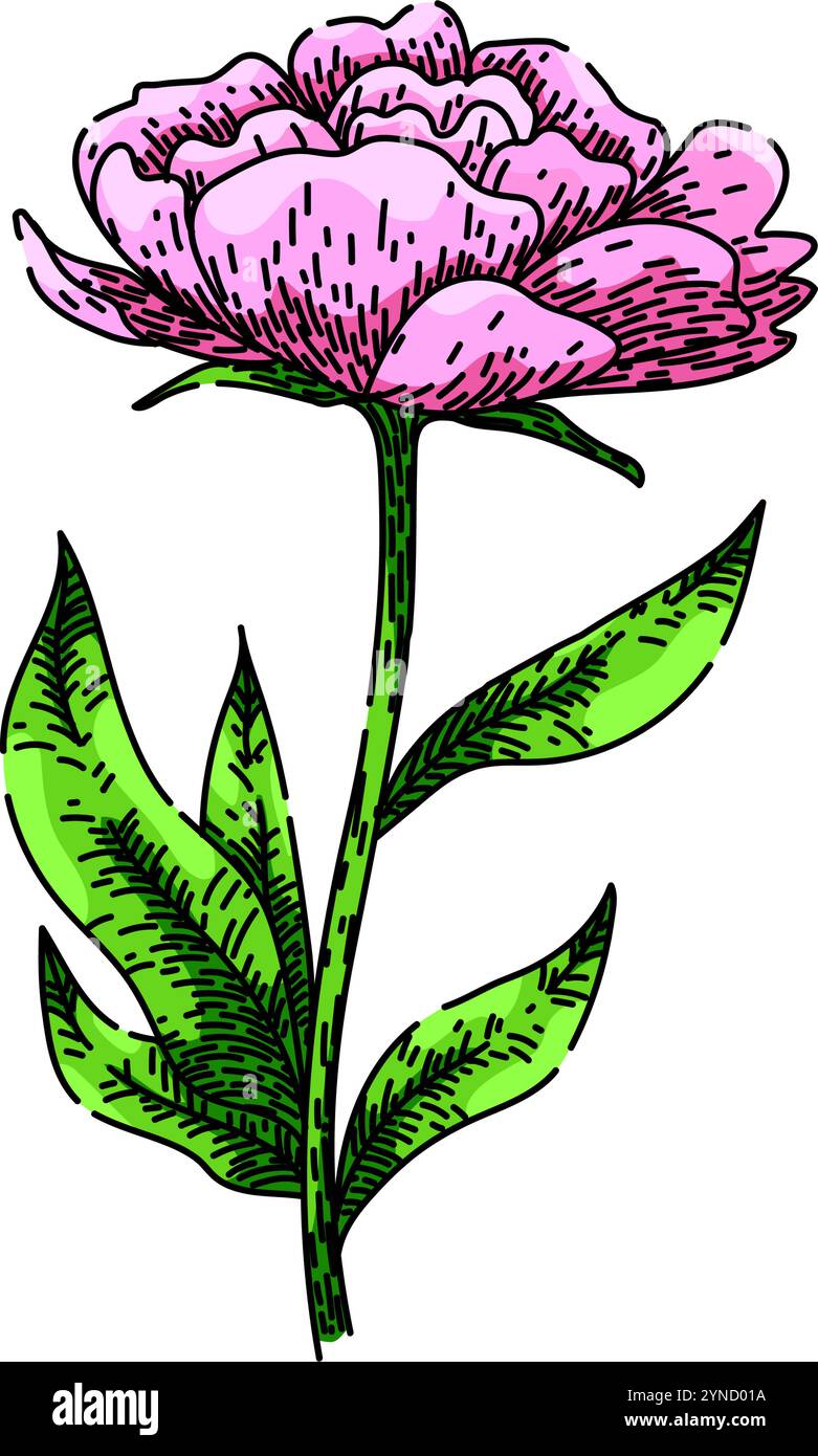 Lush pink flower peony Stock Vector Images - Alamy