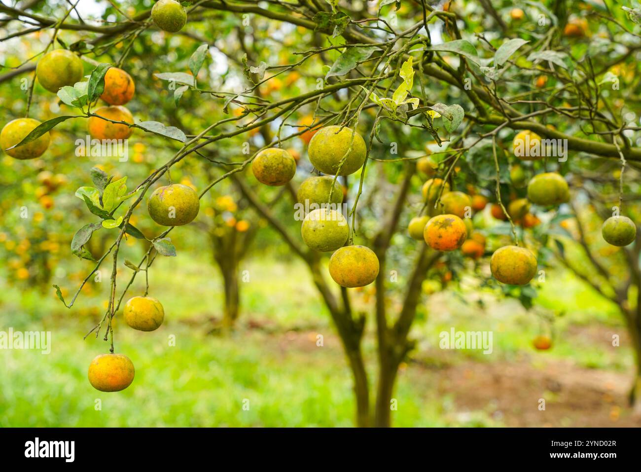 Limau madu hi-res stock photography and images - Alamy