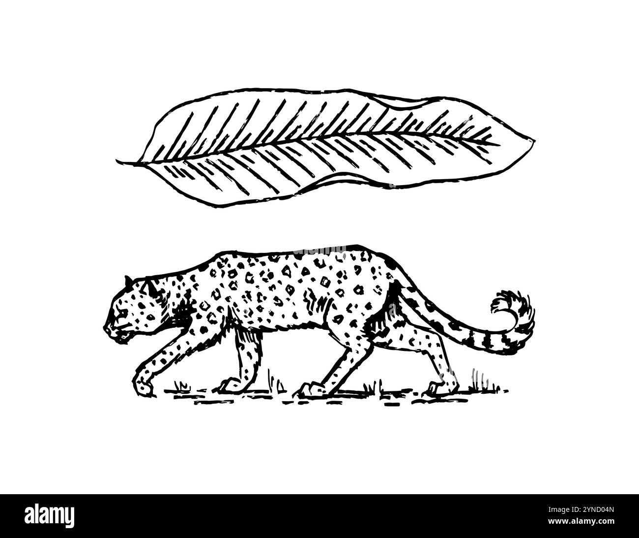 Japanese tigers with tropical leaves. Wild animal with plants. Tattoo ...