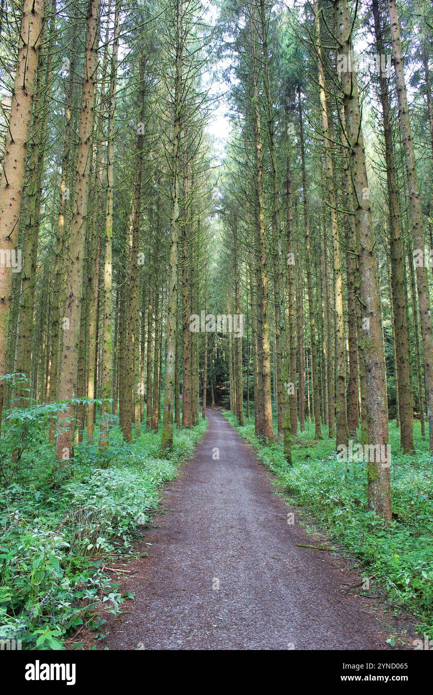 Forest path in a fir forest into the light hi-res stock photography and ...