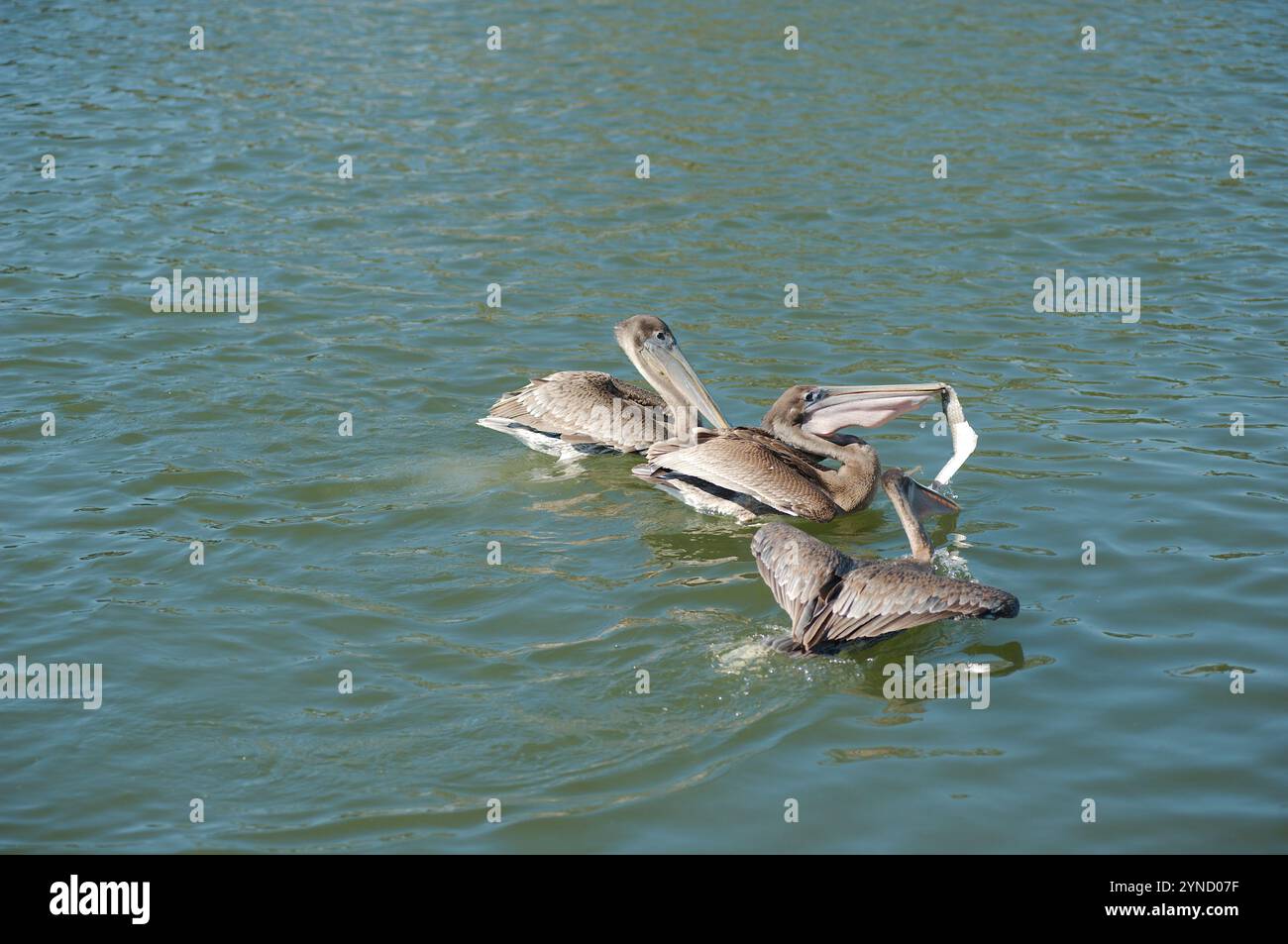 Three Isolated brown Pelicans In the lower right one with a fish in ...