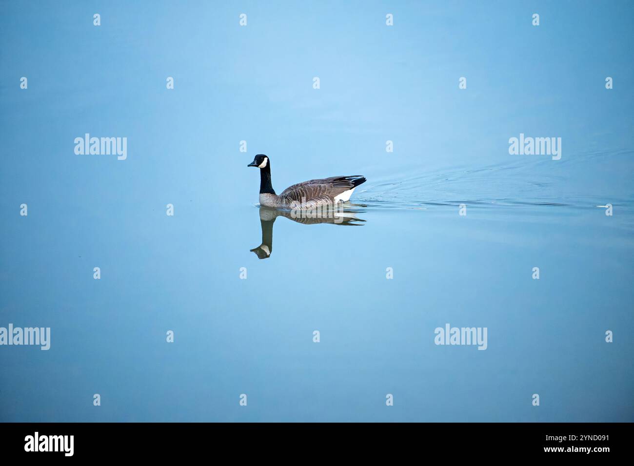 Ducks On Tidal Basin Washington DC // WASHINGTON DC — Ducks float on ...