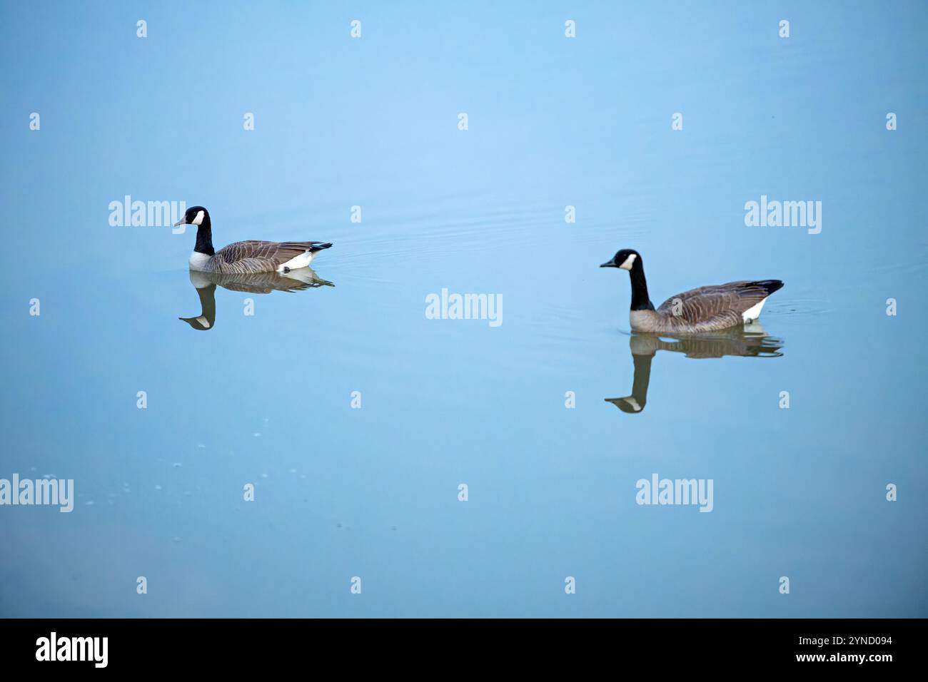 Ducks Tidal Basin West Potomac Park Washington DC // WASHINGTON DC ...