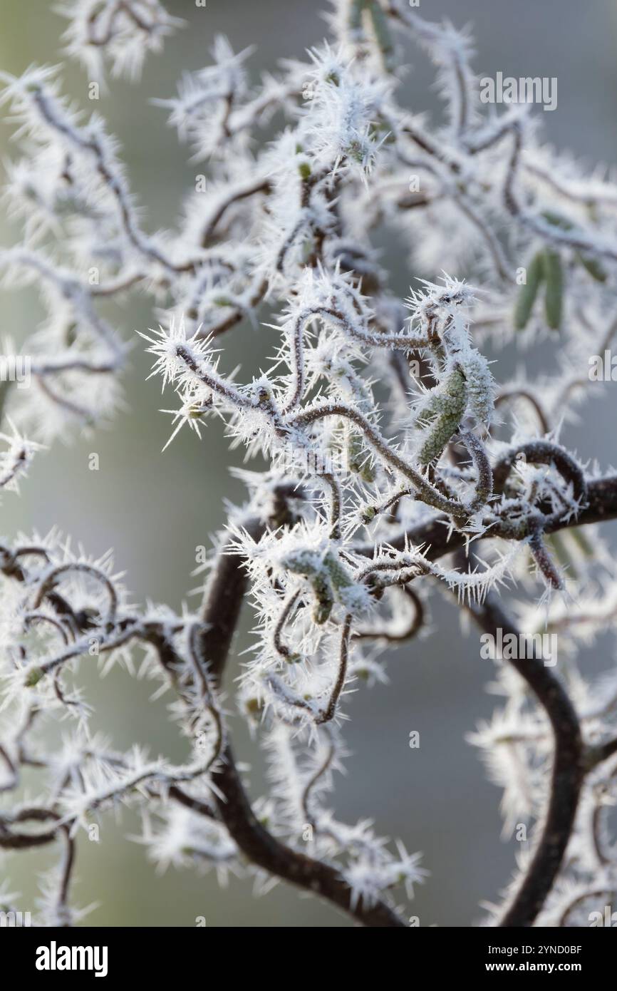 Corylus avellana Contorta, corkscrew hazel, Harry Lauder's walking ...