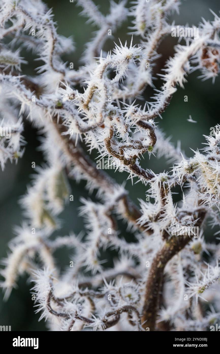 Corylus avellana Contorta, corkscrew hazel, Harry Lauder's walking ...